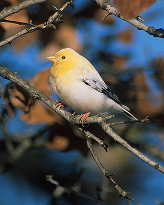 Featured Image - winter 2000